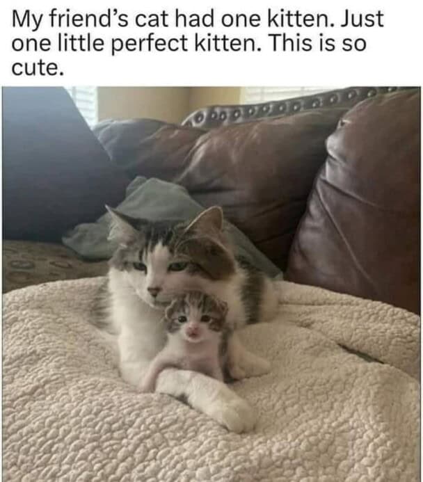 20 Cute Cat Memes That’ll Warm Your Cold, Dead WiFi-Addicted Heart