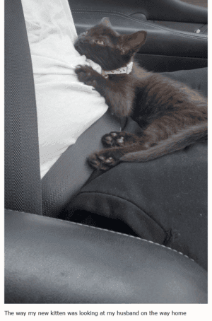 20 Cute Cat Memes That’ll Warm Your Cold, Dead WiFi-Addicted Heart