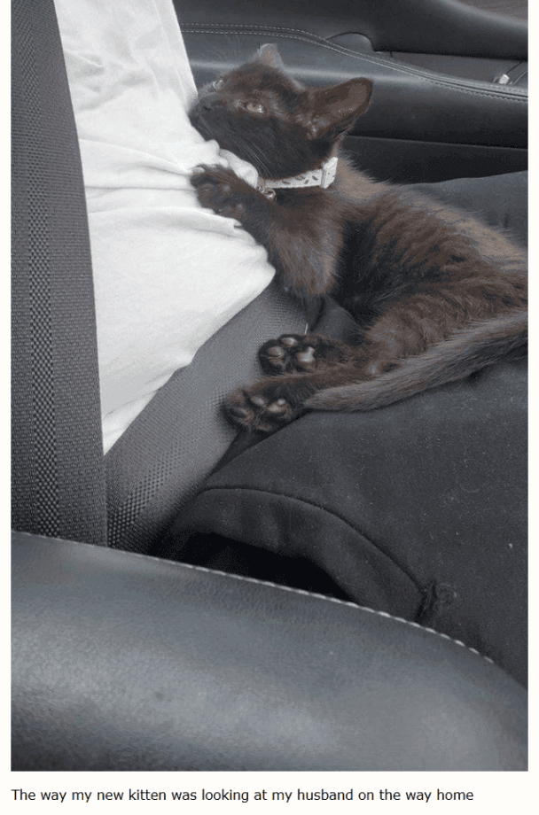 20 Cute Cat Memes That’ll Warm Your Cold, Dead WiFi-Addicted Heart