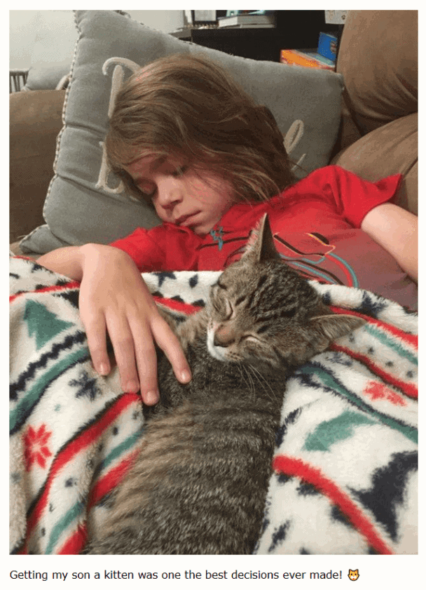 20 Cute Cat Memes That’ll Warm Your Cold, Dead WiFi-Addicted Heart