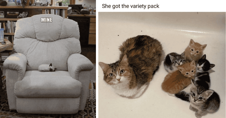 20 Cute Cat Memes That’ll Warm Your Cold, Dead WiFi-Addicted Heart