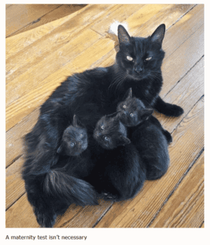 20 Cute Cat Memes That’ll Warm Your Cold, Dead WiFi-Addicted Heart