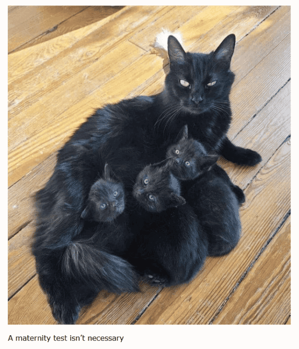 20 Cute Cat Memes That’ll Warm Your Cold, Dead WiFi-Addicted Heart